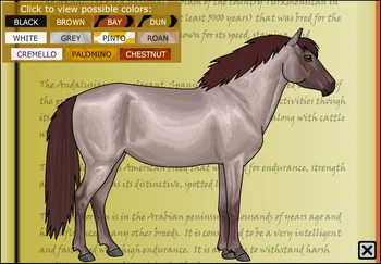 Java Pony | Horse Isle 1 Wiki | Fandom