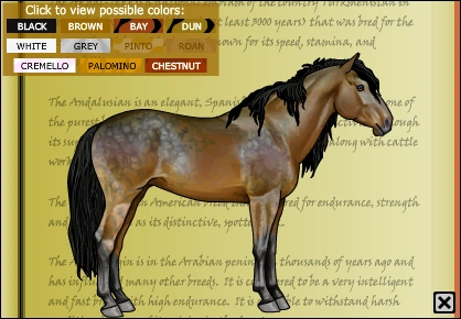 Black Azteca Horse