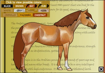 Connemara Pony | Horse Isle 1 Wiki | Fandom