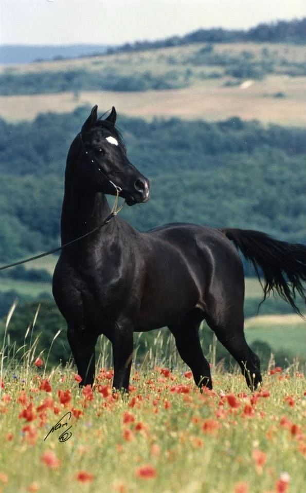 Centello | Horses of the Dawn Wiki | Fandom