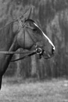 Mona Bell | WikiHorses | Fandom