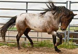 Barb Horse | WikiHorses | Fandom