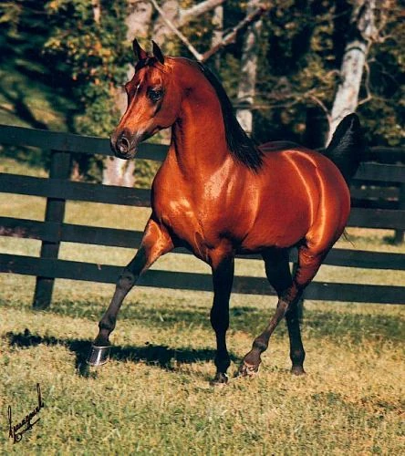 Blood Bay Quarter Horse
