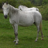 Flea-bitten | WikiHorses | Fandom