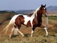 Pinto | WikiHorses | Fandom