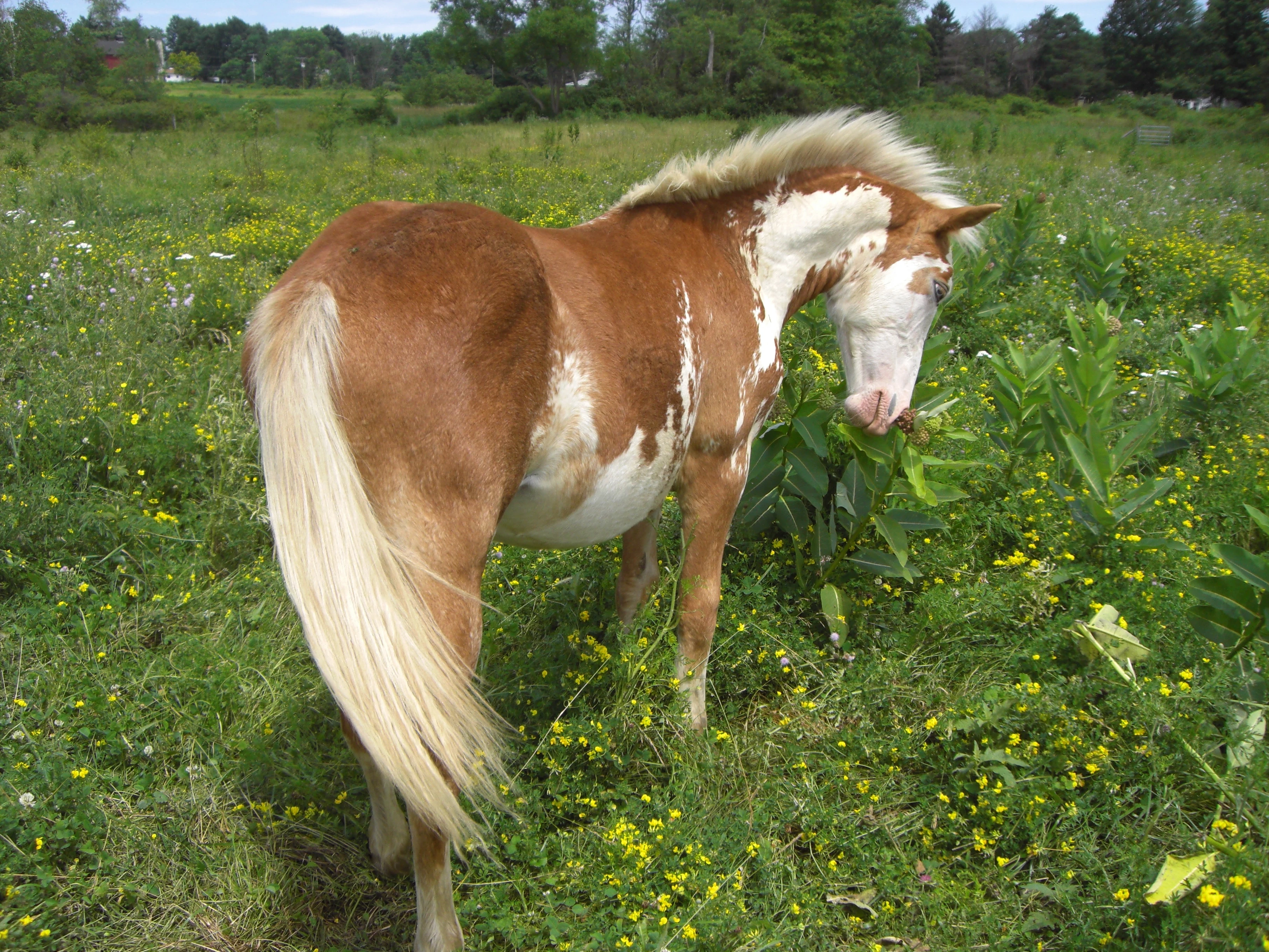 tovero horse coloring pages