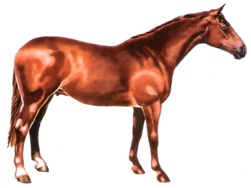 Murgese | WikiHorses | Fandom