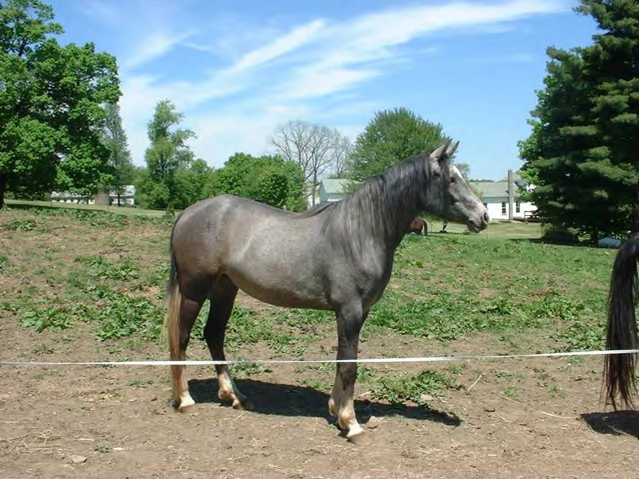 Iron Gray Horse