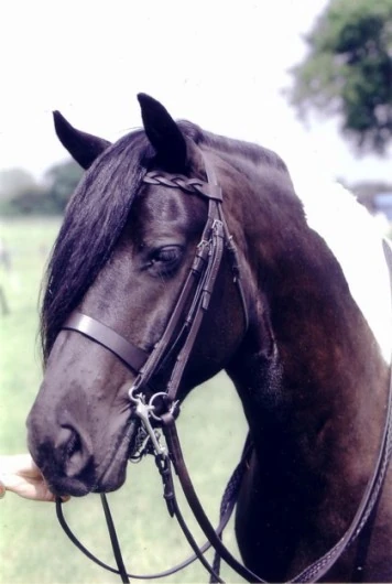 Forelock | WikiHorses | Fandom