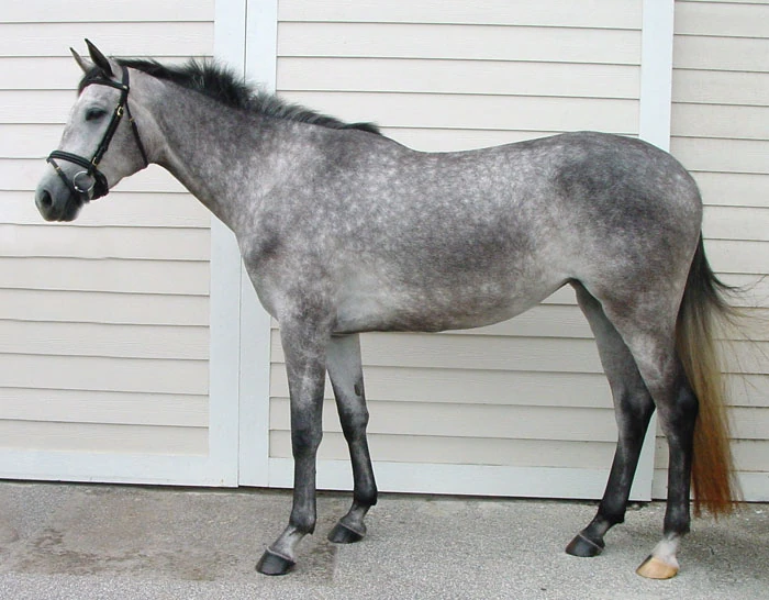 Dapple Gray | WikiHorses | Fandom