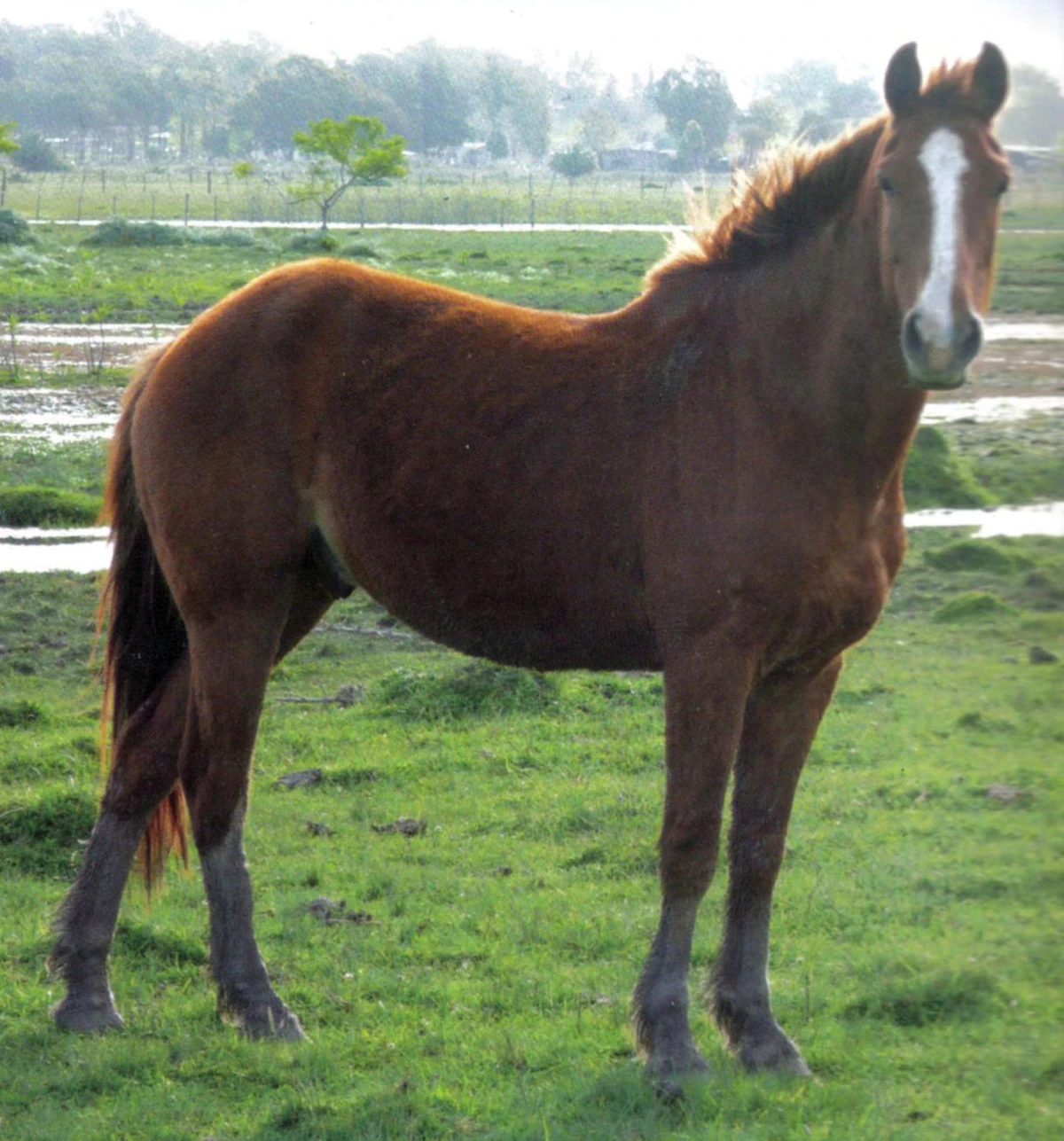 Chestnut | WikiHorses | Fandom