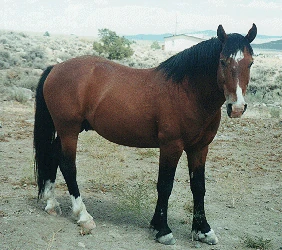 Mustang | WikiHorses | Fandom