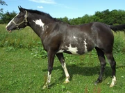 Overo | WikiHorses | Fandom