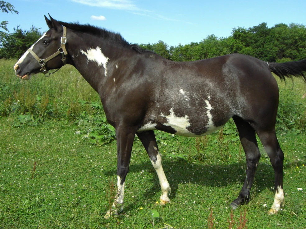 Piebald Horse