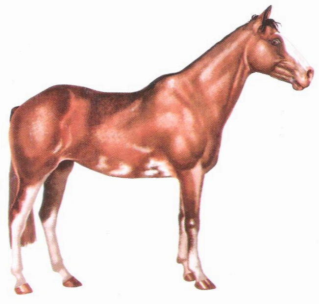 Criollo Horse | WikiHorses | Fandom