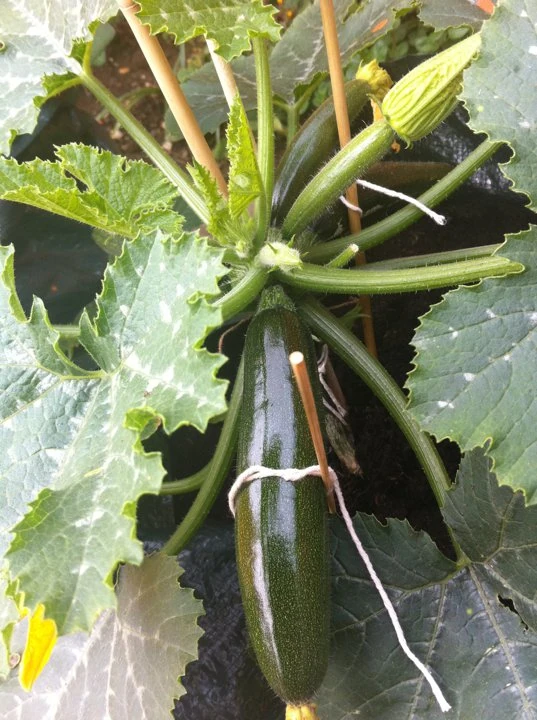 Courgette 'Astia' | Horticulturalhobbit Wiki | Fandom