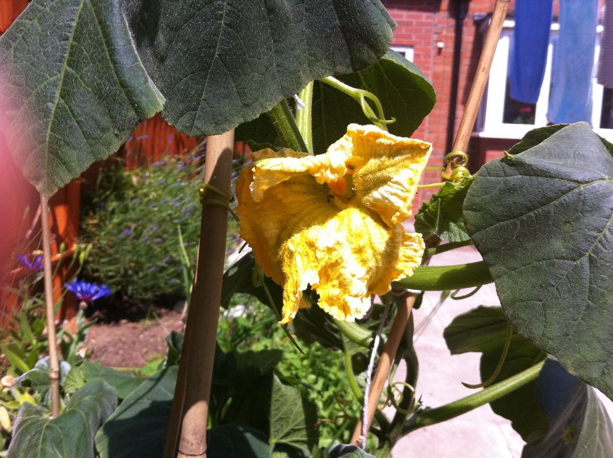Pods, flowers and produce | Horticulturalhobbit Wiki | Fandom