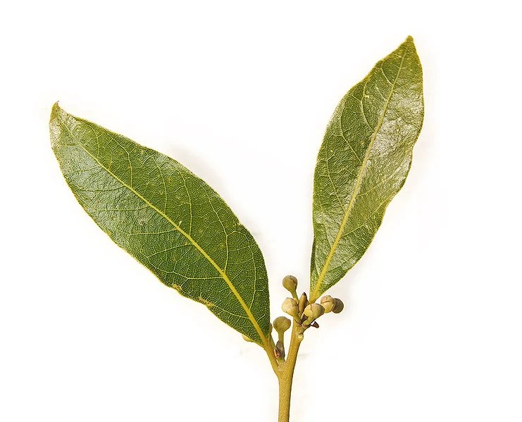 Growing Bay Leaf | Horticulture and Soil Science Wiki | Fandom