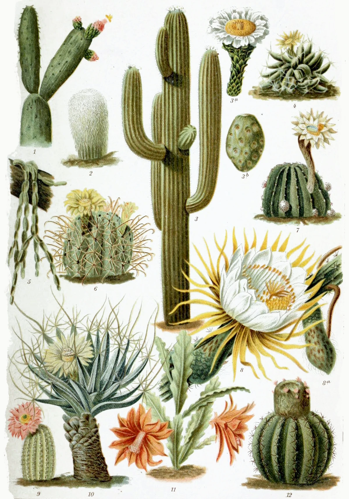 Cactus | Horticulture and Soil Science Wiki | Fandom