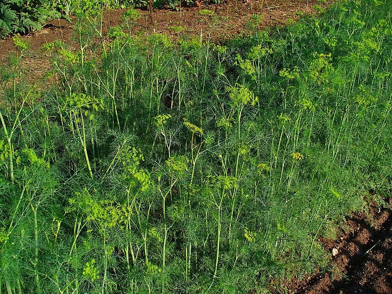 Growing Dill | Horticulture and Soil Science Wiki | Fandom