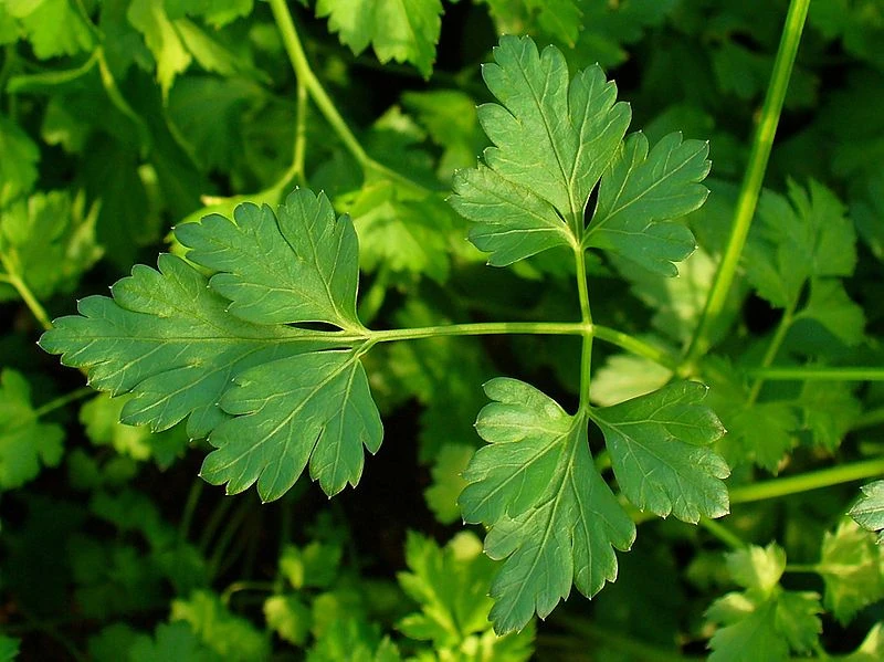Growing Parsley | Horticulture and Soil Science Wiki | Fandom