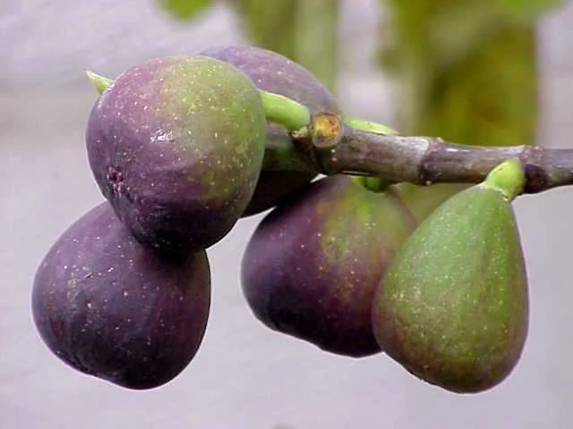Growing Figs | Horticulture and Soil Science Wiki | Fandom