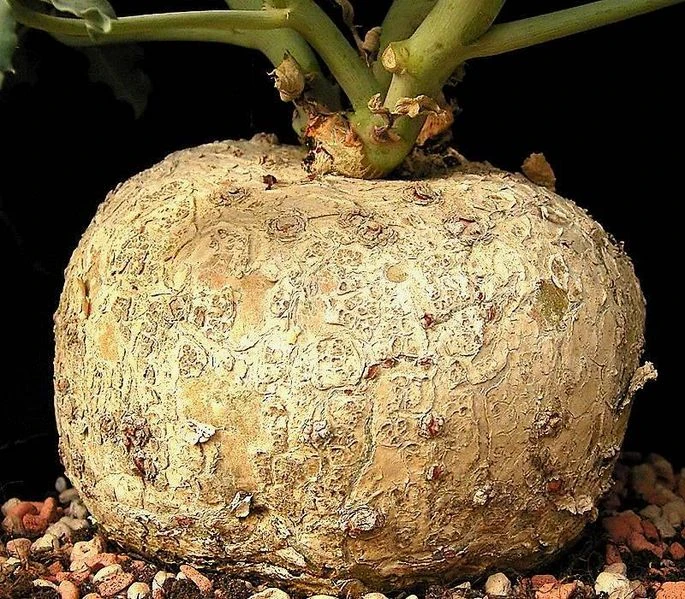 Caudex | Horticulture and Soil Science Wiki | Fandom