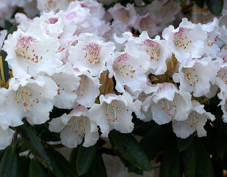 Growing Rhododendrons | Horticulture and Soil Science Wiki | Fandom