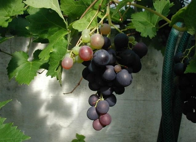 Vitis vinifera | Horticulture and Soil Science Wiki | Fandom