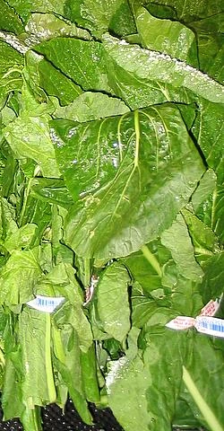 Vegetable and Herb Gardening | Horticulture and Soil Science Wiki | Fandom