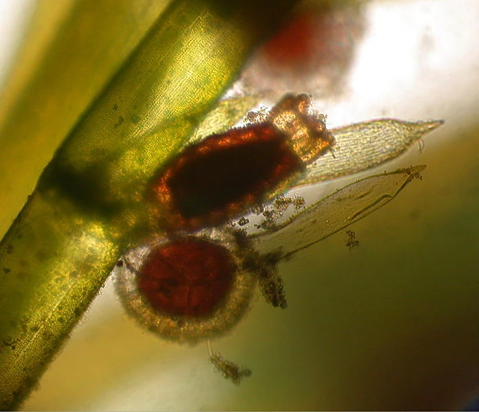 Charophyta | Horticulture and Soil Science Wiki | Fandom