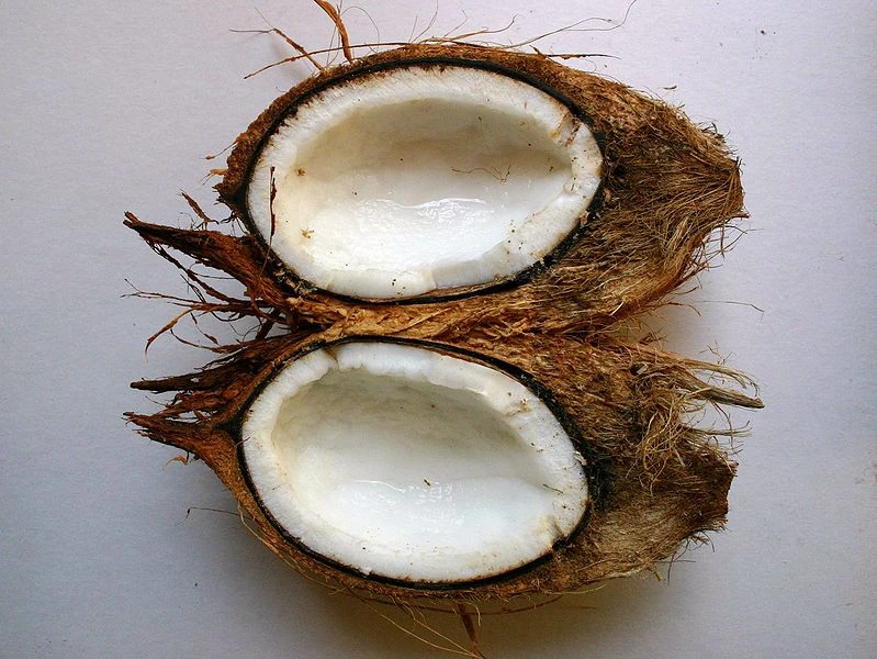 Growing Coconuts | Horticulture and Soil Science Wiki | Fandom