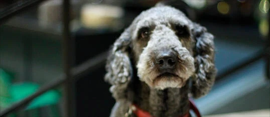 Samson | Hotel Cæsar Wiki | Fandom