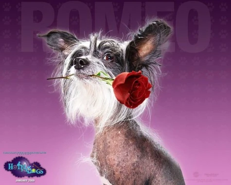 Romeo | Hotel For Dogs Wiki | Fandom