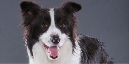 Shep | Hotel For Dogs Wiki | Fandom