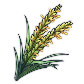 rice panicle