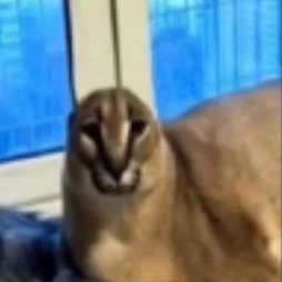 Brap | House of bingus Wiki | Fandom