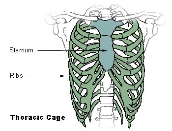 Sternum | House Wiki | Fandom