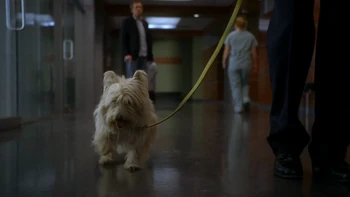 Hector | House Wiki | Fandom