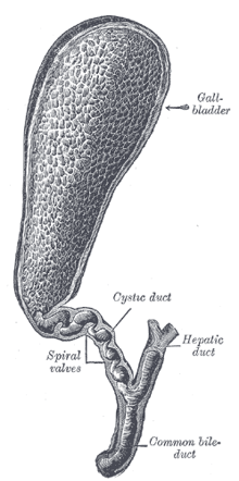 Bile duct | House Wiki | Fandom