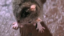 Hunting | House Wiki | Fandom