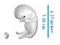 Embryo | House Wiki | Fandom