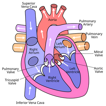 Heart Valves Diagram Labeled