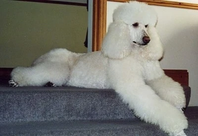 Domestic Dog | Housebroken Wiki | Fandom
