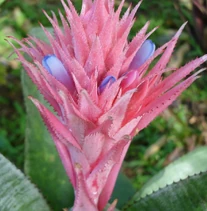 Aechmea | Houseki no Kuni Wiki | Fandom