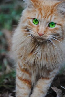 Skylar | House of Night Wiki | Fandom