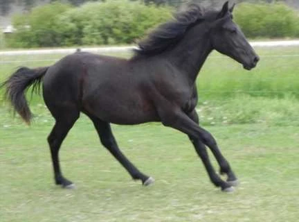 Mujaji | House of Night Wiki | Fandom