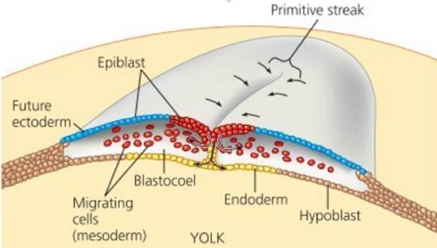 Gastrulation and Development | How Cells Make Tissues Wiki | Fandom