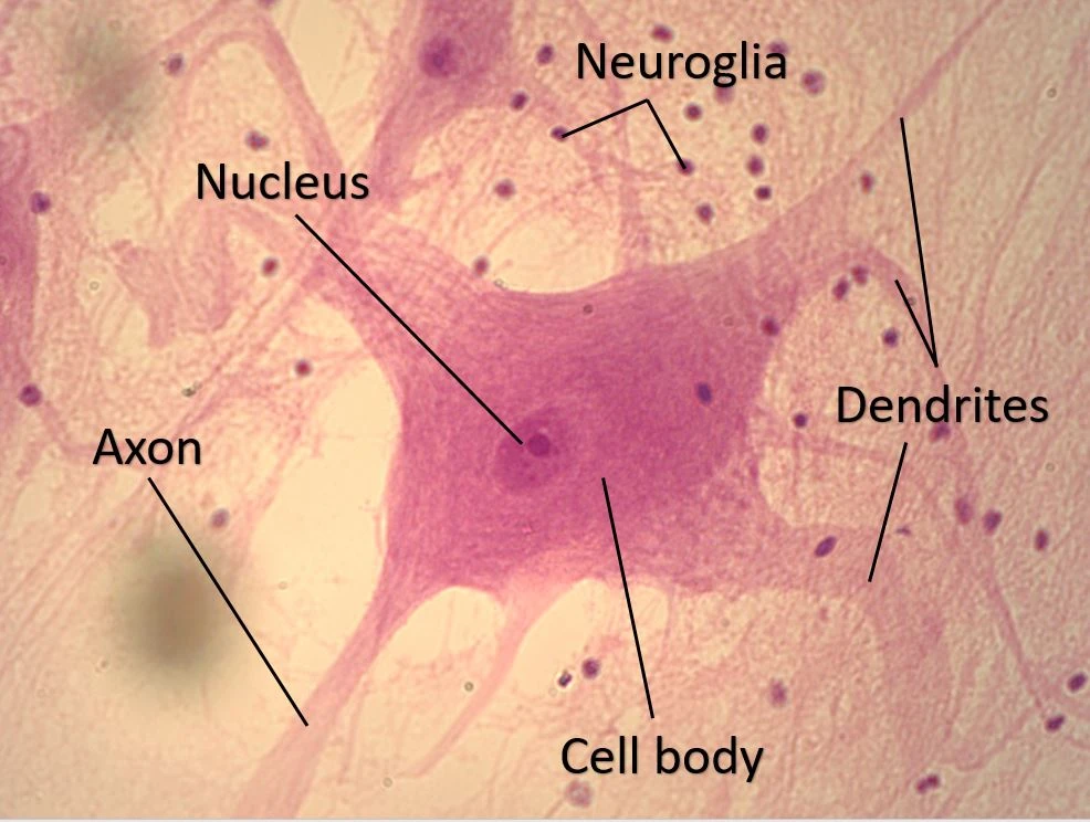 Nervous Tissue | How Cells Make Tissues Wiki | Fandom