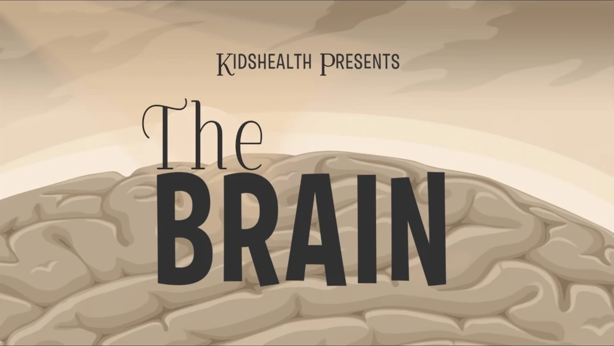How the Brain & Nervous System Work | How the Body Works Wiki | Fandom